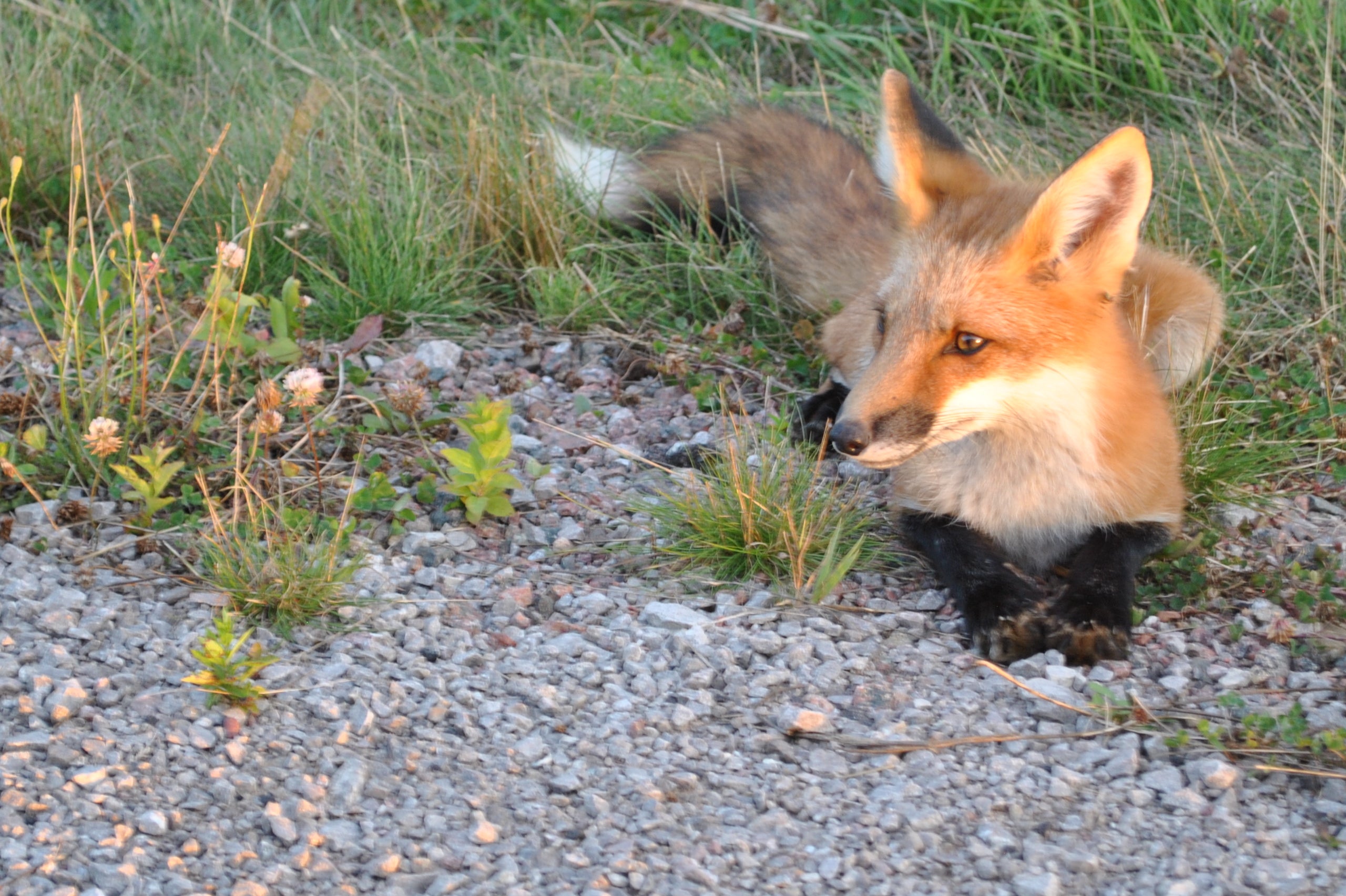Frisky Foxes – Geek+Tea | Botanical Retro Scifi Art and Organic Teas